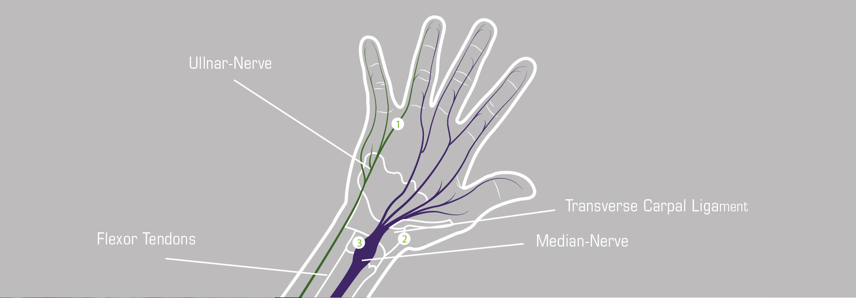 Anatomie Der Menschlichen Hand Anatomie Und Funktion Der Hand